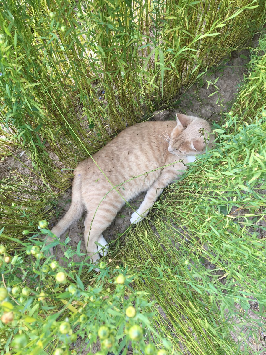 A Tale of Two Flax Beds – Foxtail and Flax